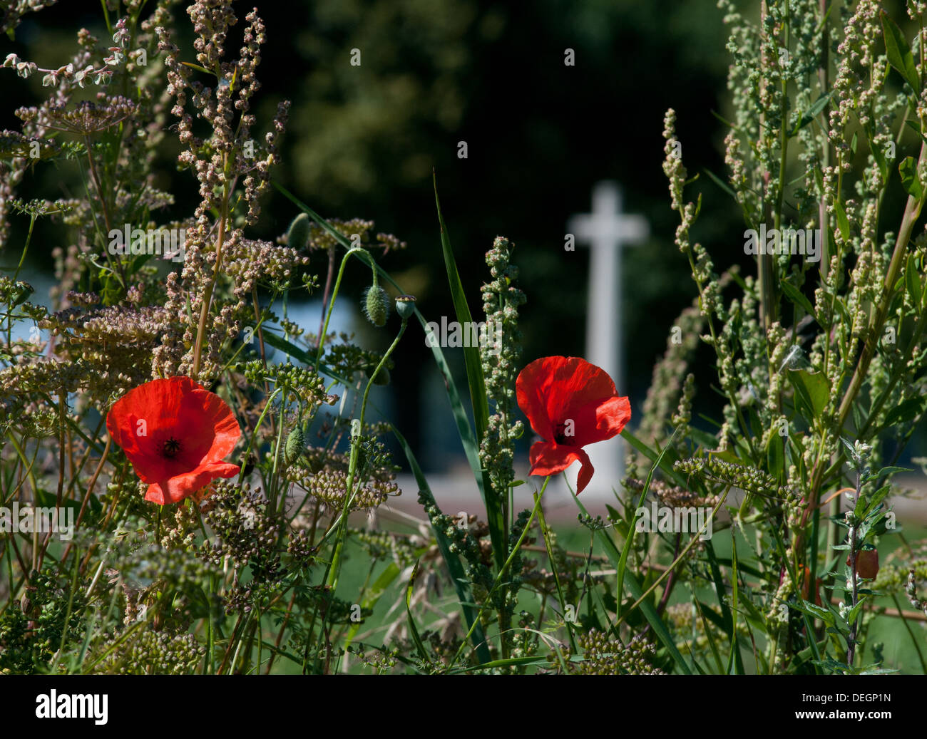 Poppies in Somme battlefield with British WWI war cemetery in ...
