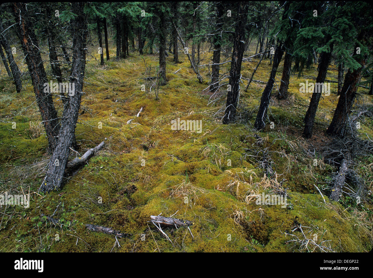nature, alaska, landscape, wilderness, alaskan Stock Photo - Alamy