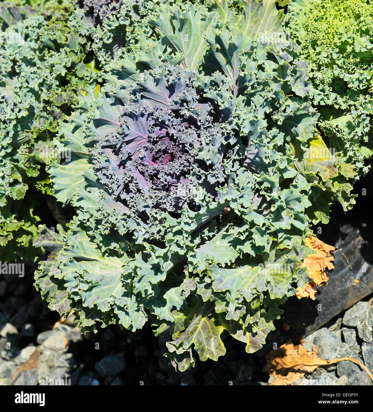 Red cabbage garden bed hi-res stock photography and images - Alamy