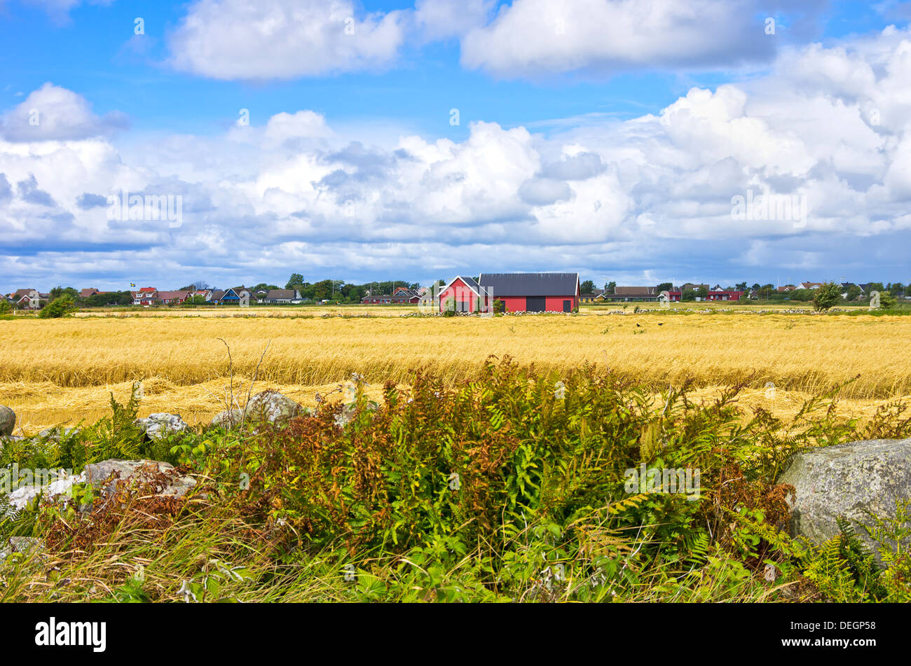 Typical Swedish Rural Environment And Farmland In The Countryside Stock ...