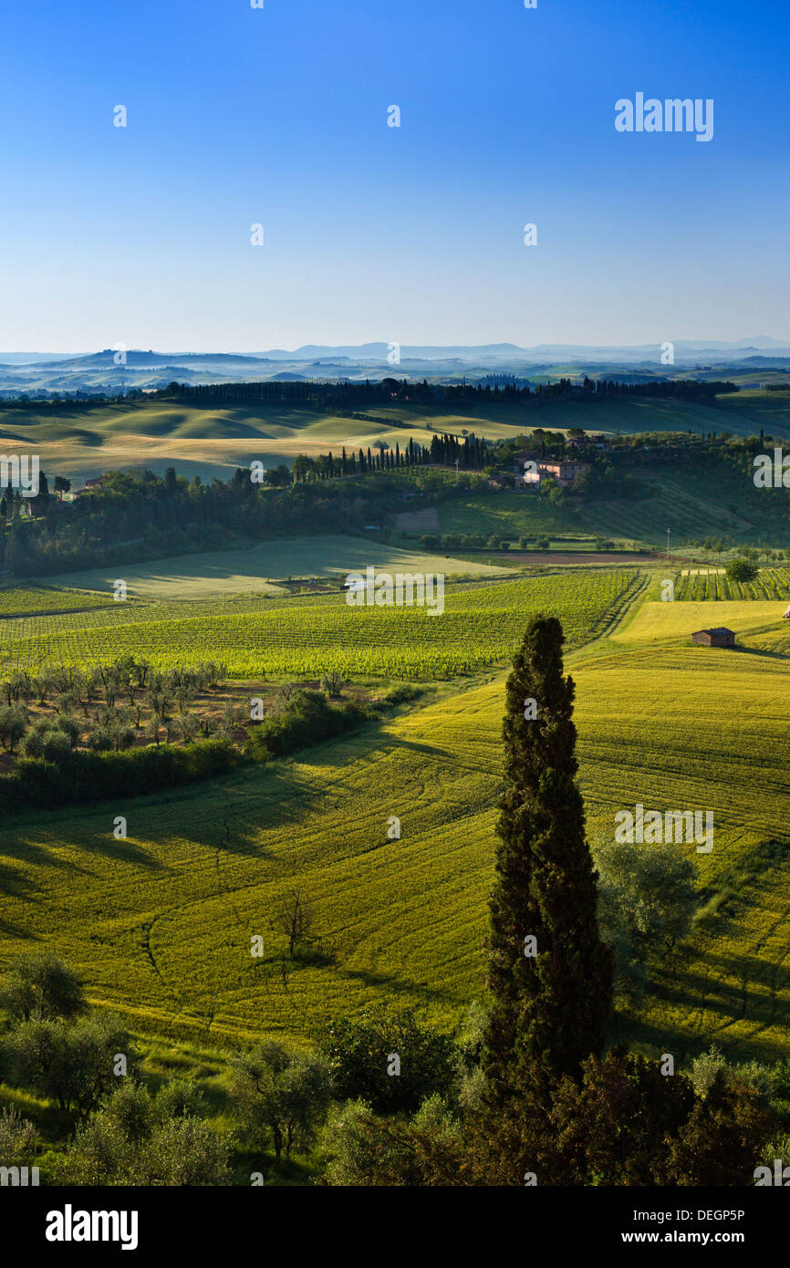 Trees in a field, Delle Quattro Torra, Siena, Tuscany, Italy Stock ...