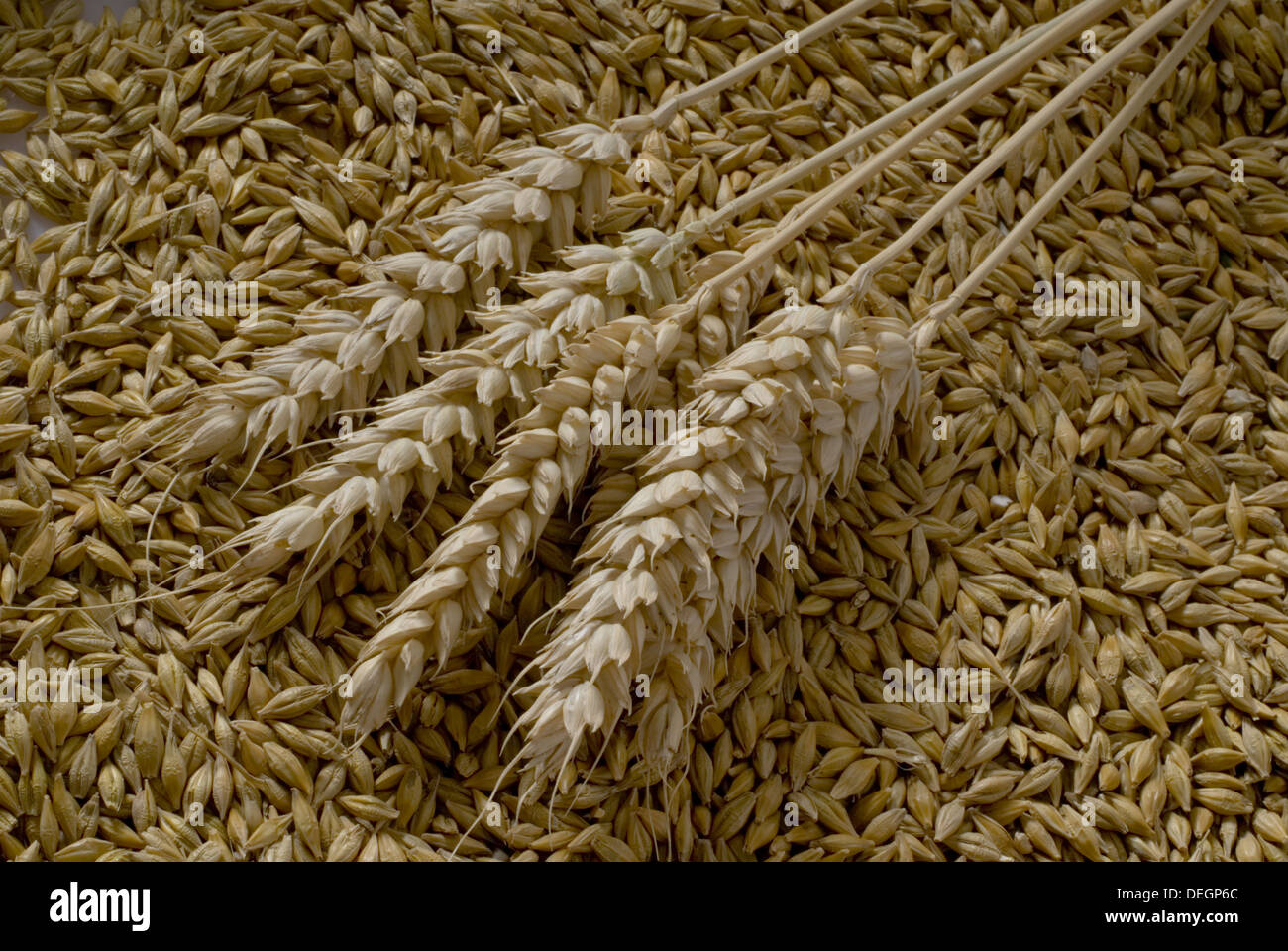 Ripened spike of wheat hi-res stock photography and images - Alamy