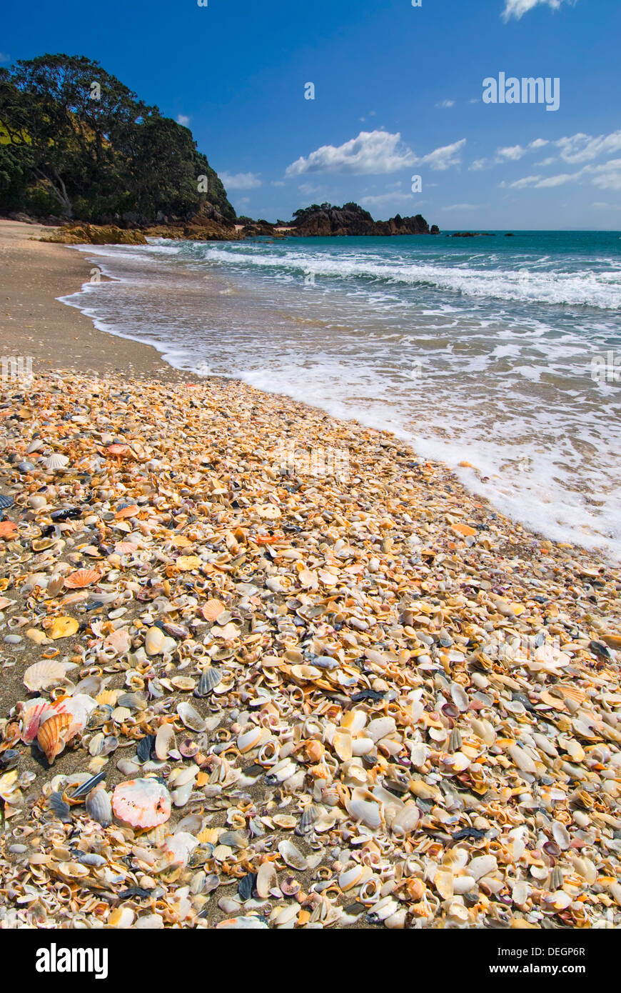 Sea shells on main beach at Mt Maunganui, Bay of Plenty, North Island ...