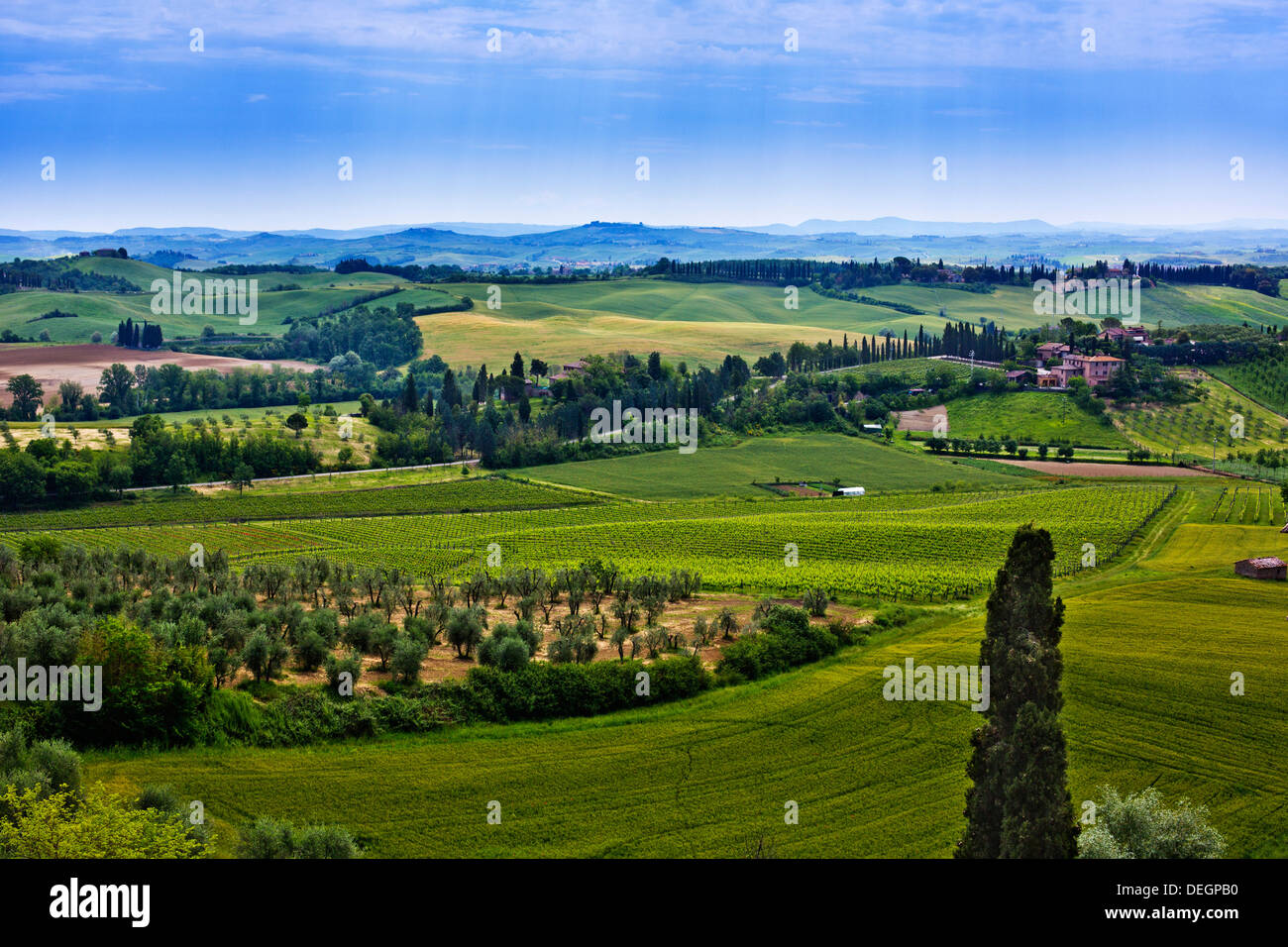 Trees in a field, Delle Quattro Torra, Siena, Tuscany, Italy Stock ...