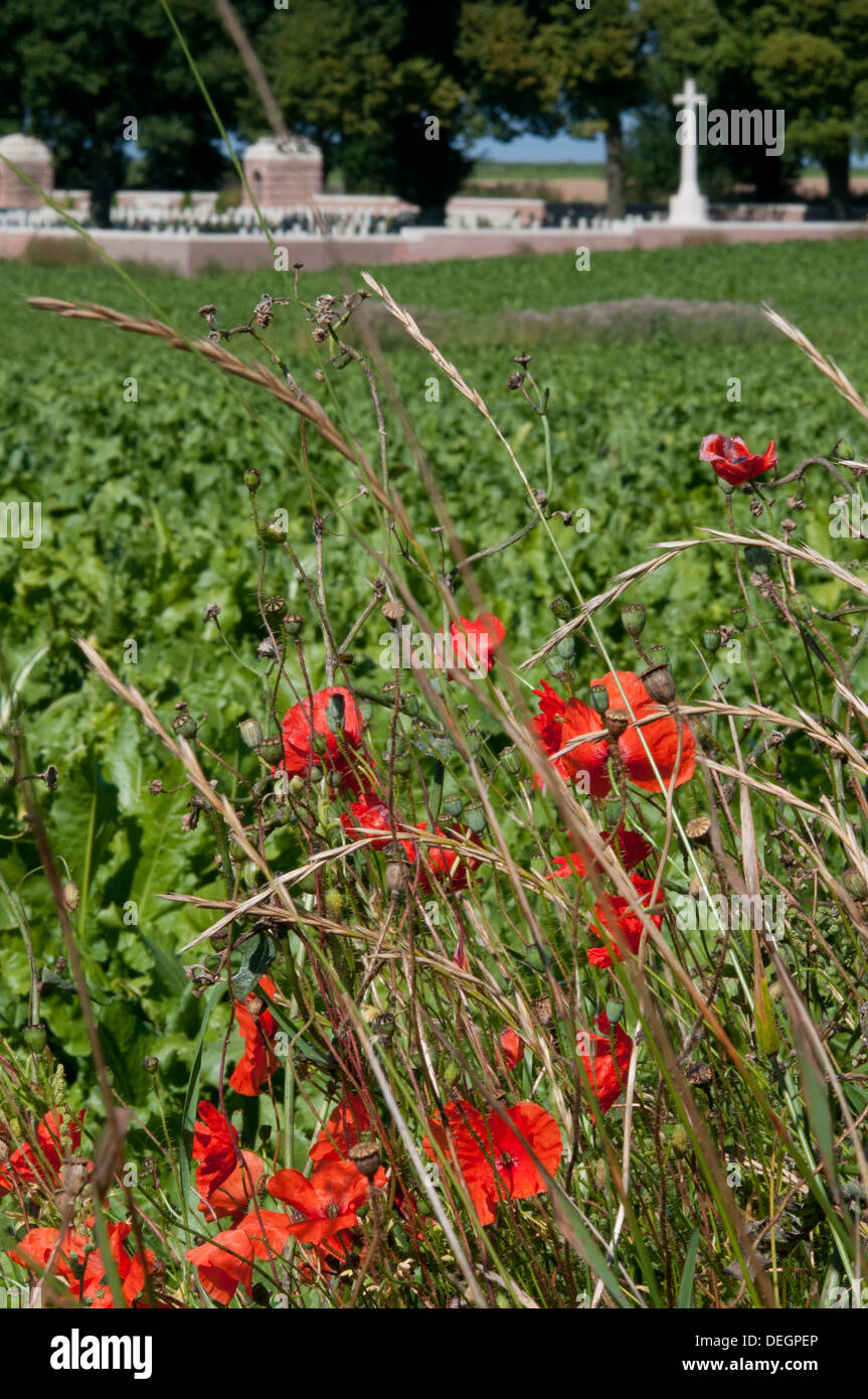 Poppies in Somme battlefield with British WWI war cemetery in ...