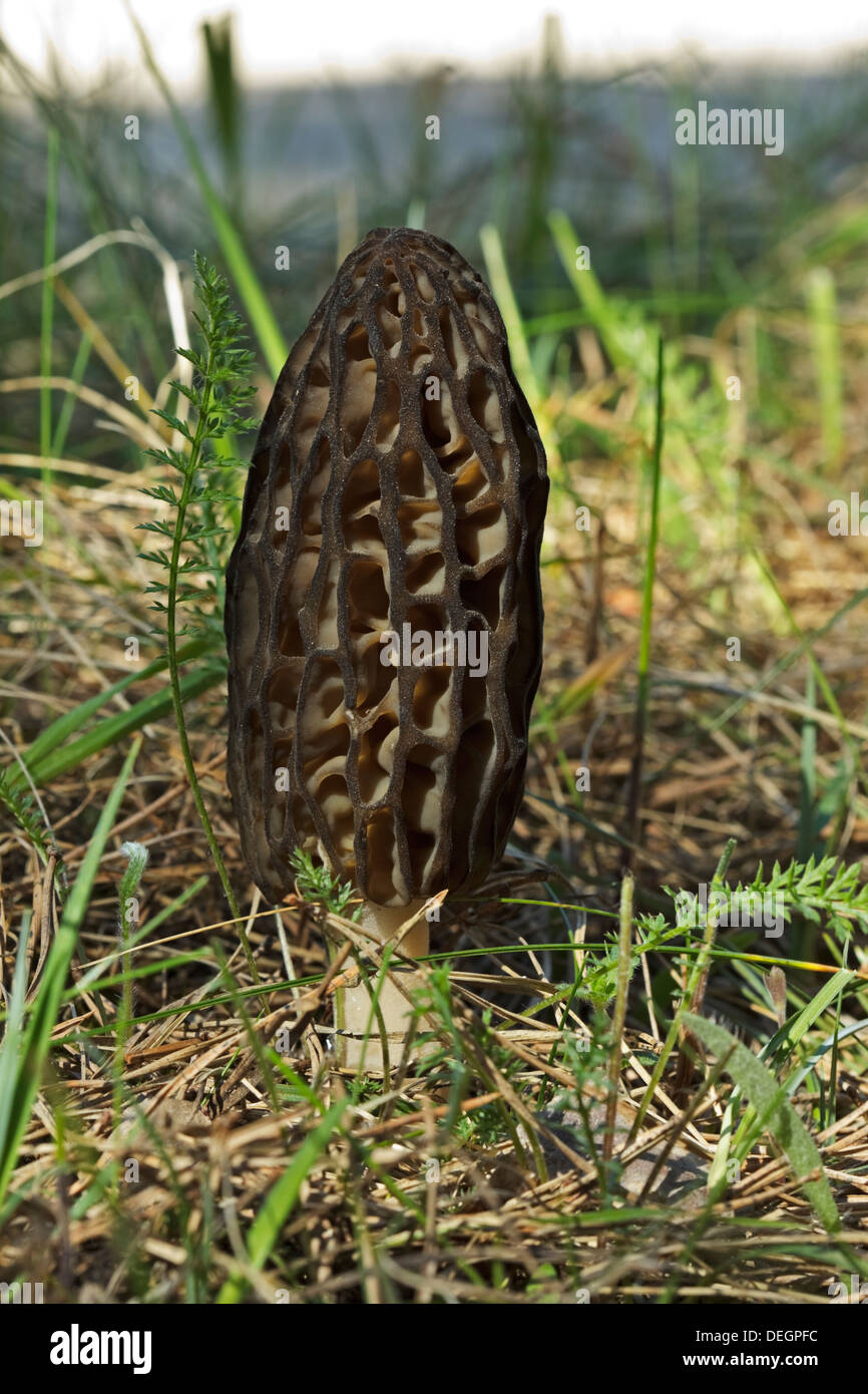 Black Morel (Morchella conica Stock Photo - Alamy