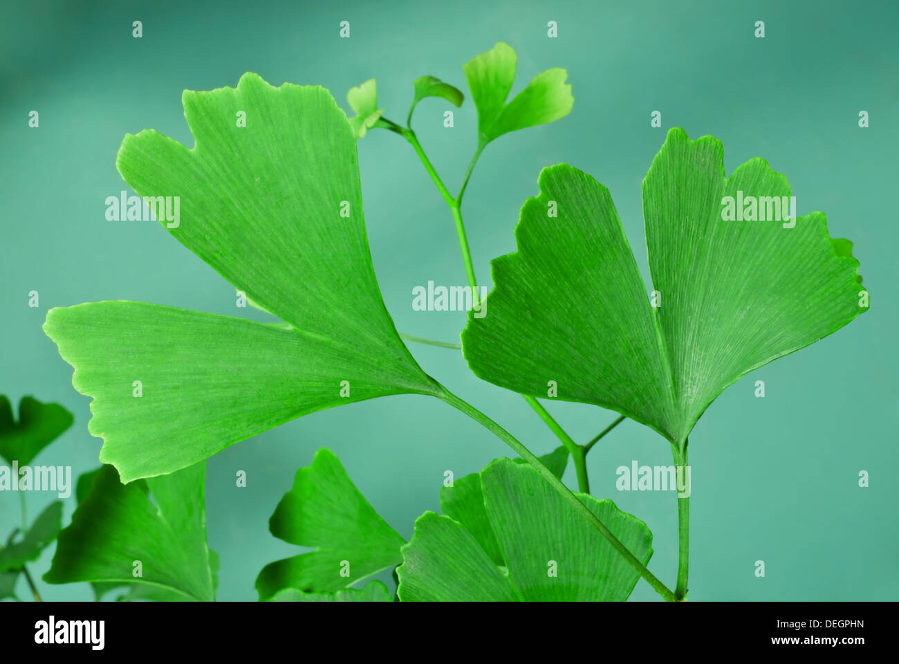 Gingo sapling hi-res stock photography and images - Alamy