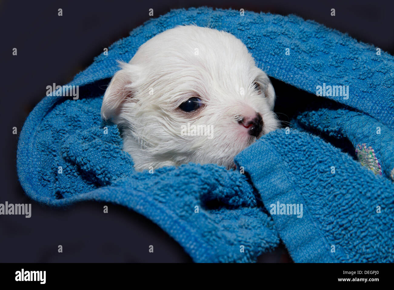Cute Maltese puppy Stock Photo - Alamy