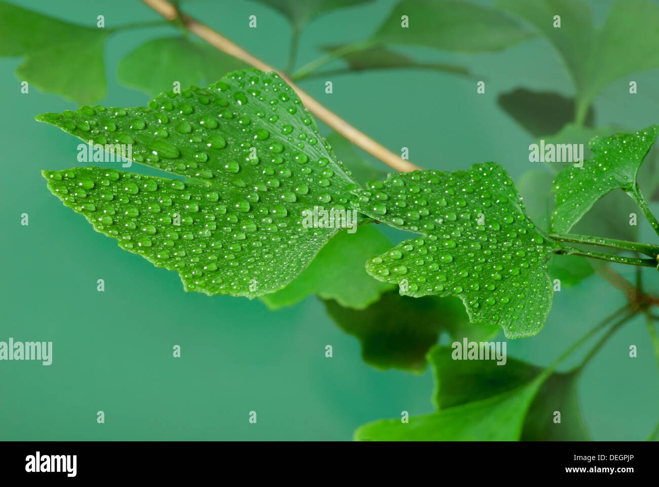 Rain tree branch sapling hi-res stock photography and images - Alamy