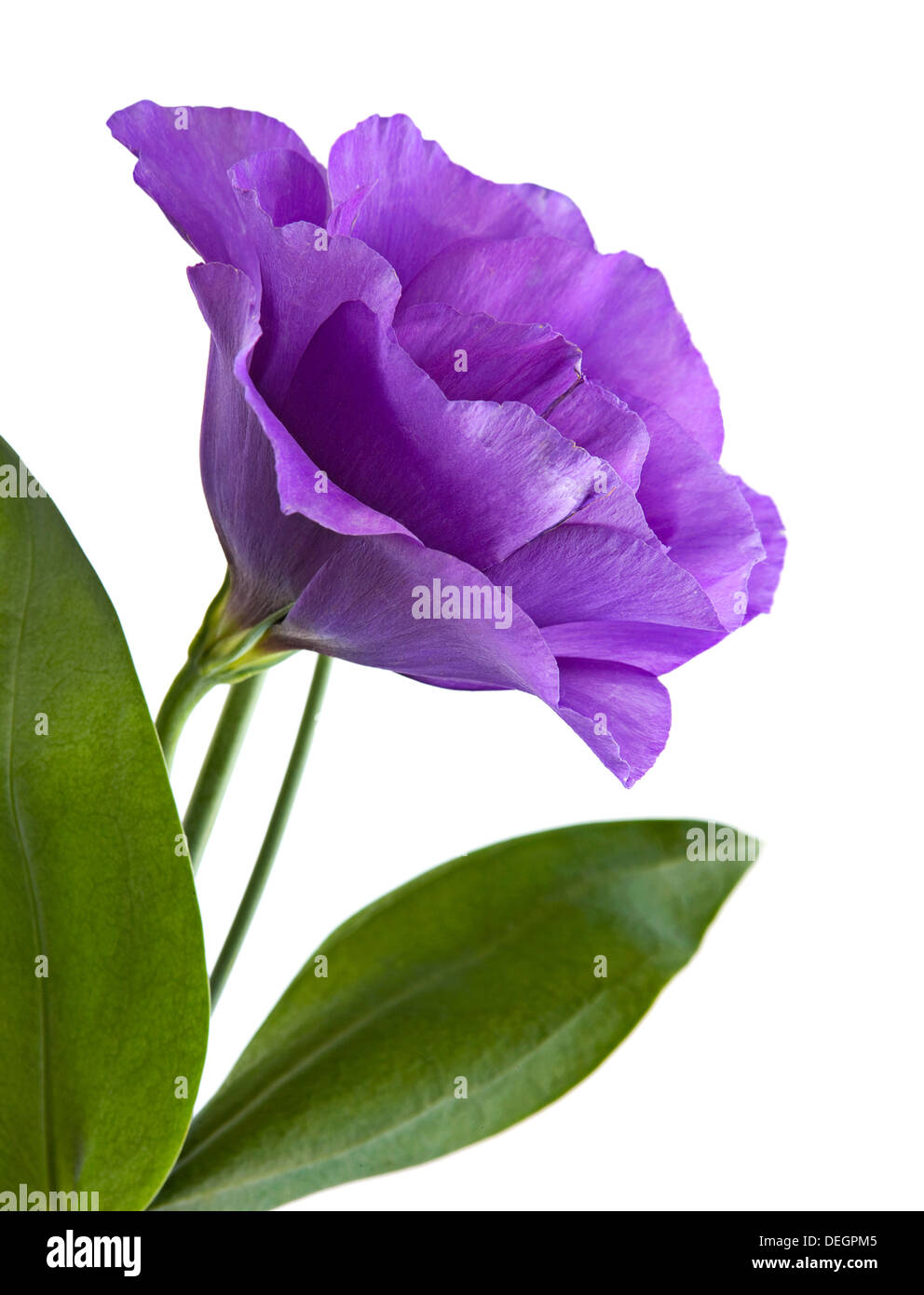 Eustoma flower with leaf isolated on white Stock Photo - Alamy