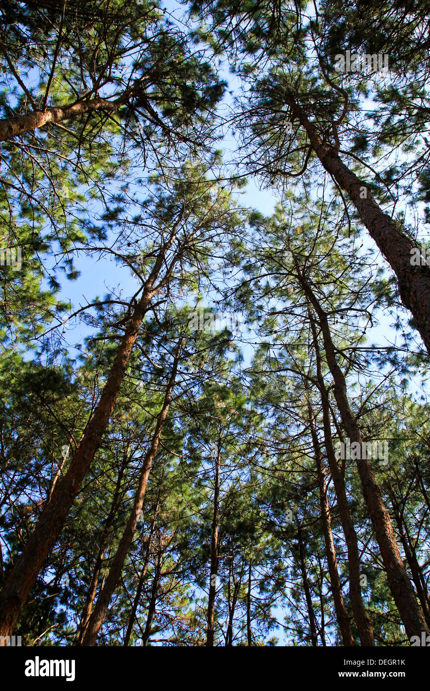 Colorful treetops hi-res stock photography and images - Alamy