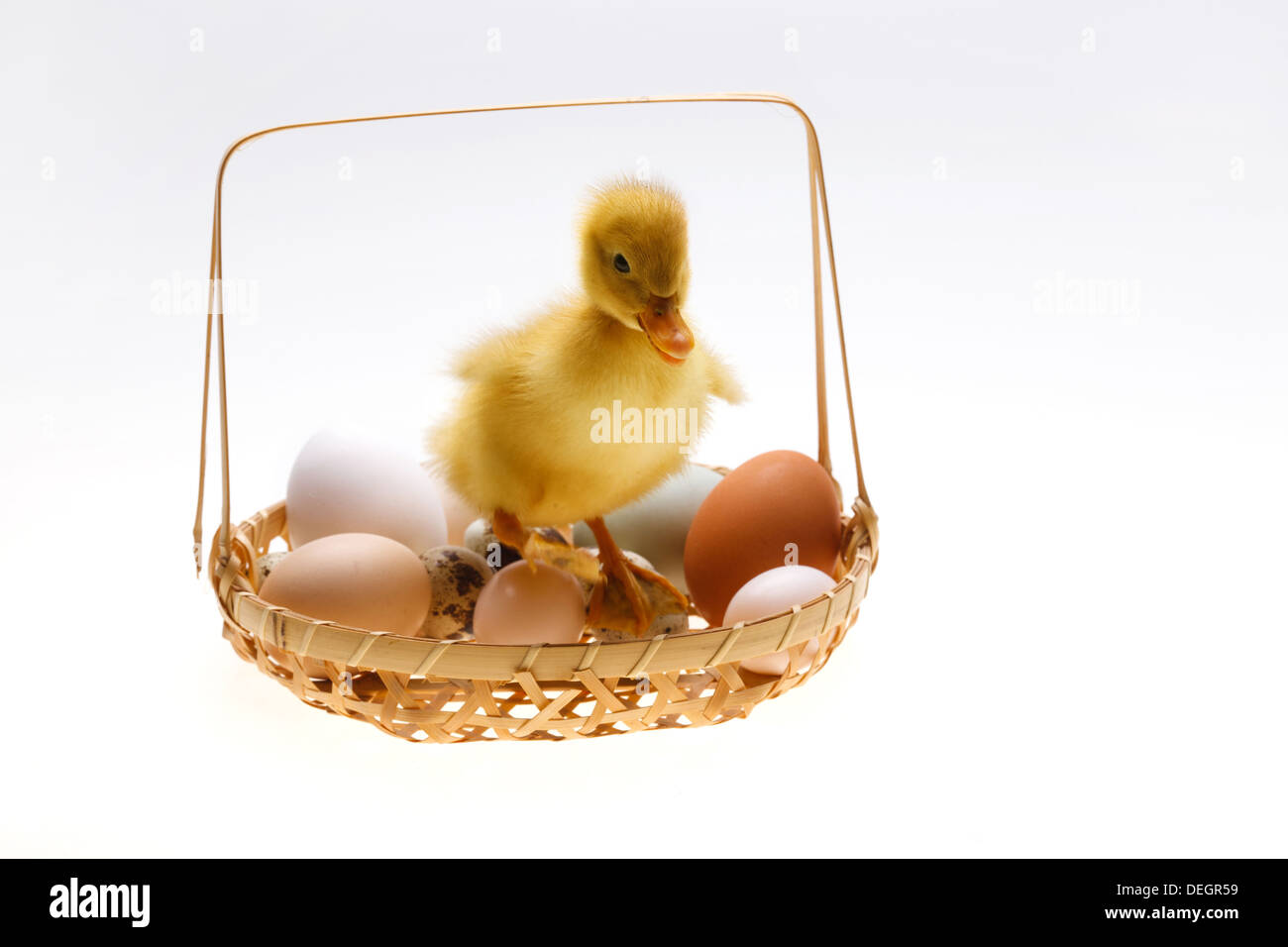 Fluffy Duck Standing High Resolution Stock Photography and Images - Alamy
