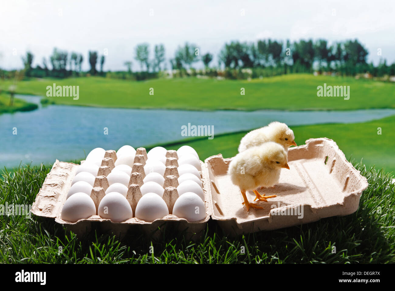 Box of eggs hi-res stock photography and images - Alamy