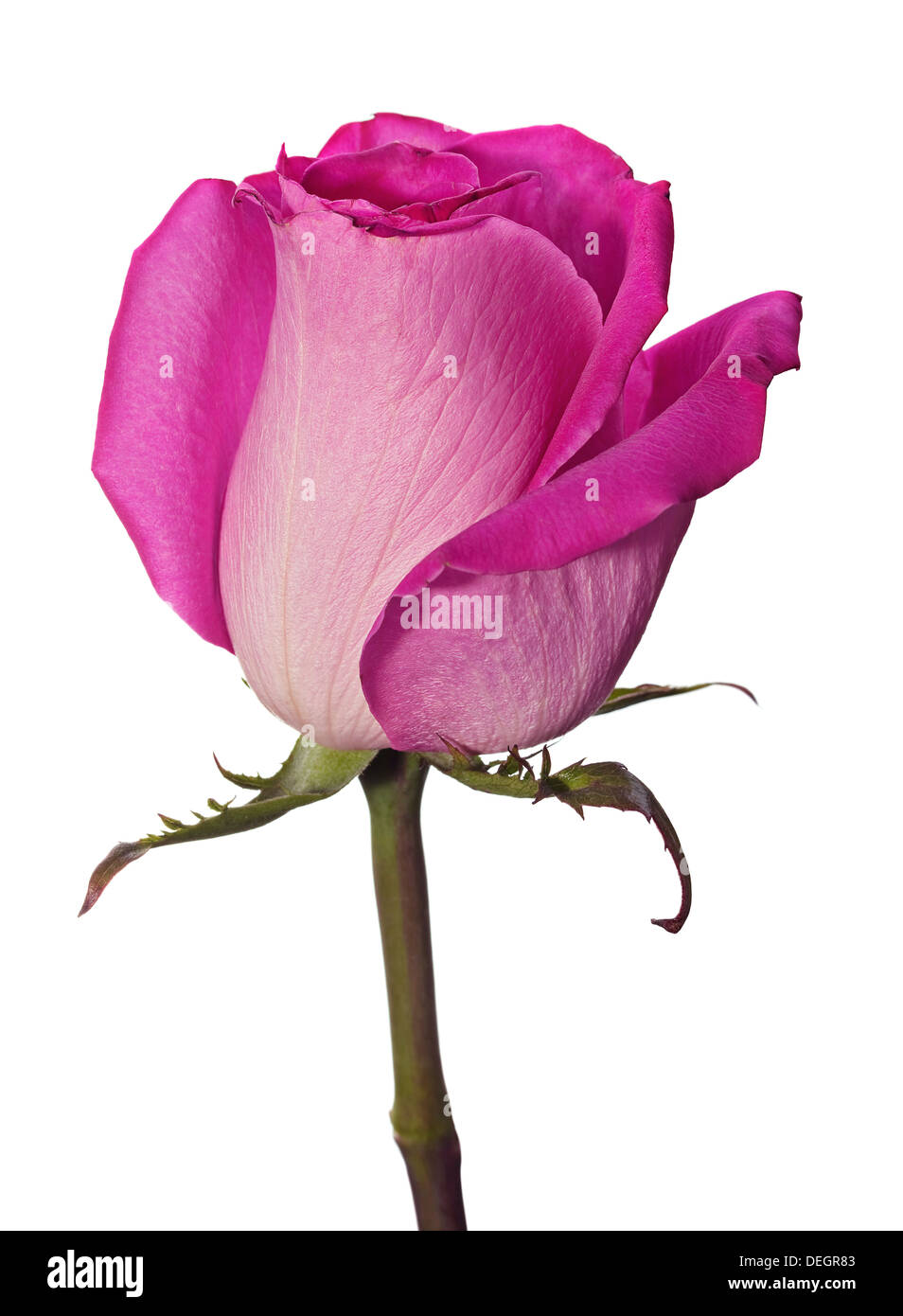 Pink rose head closeup isolated on white Stock Photo - Alamy