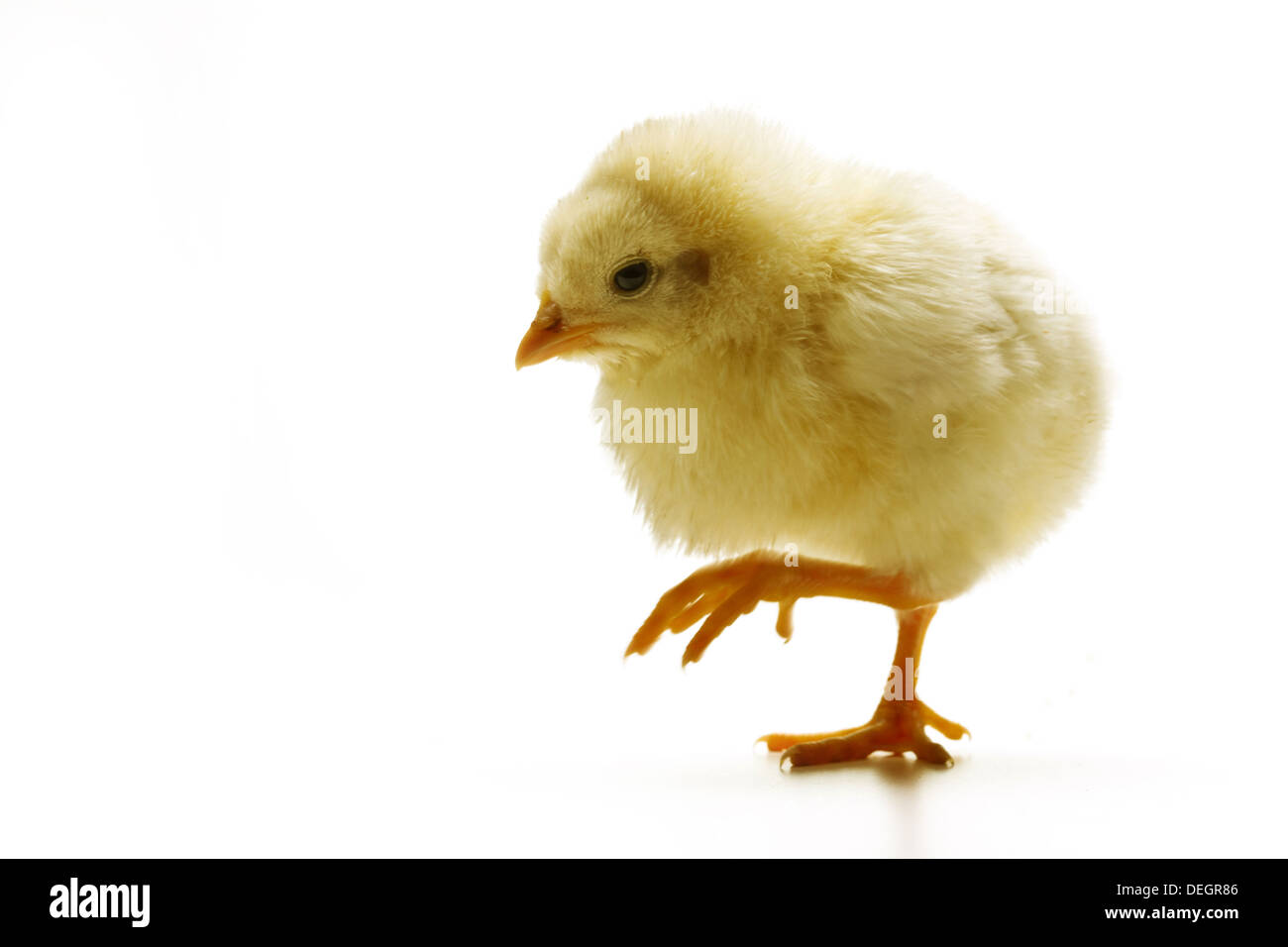 Chicken standing on one leg hi-res stock photography and images - Alamy