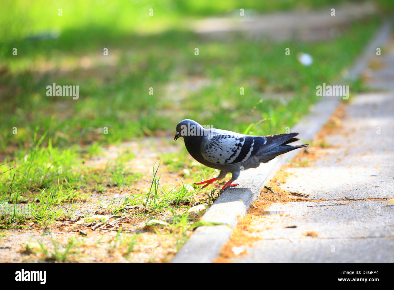 Hungry pigeon eating bread in the city street Stock Photo - Alamy