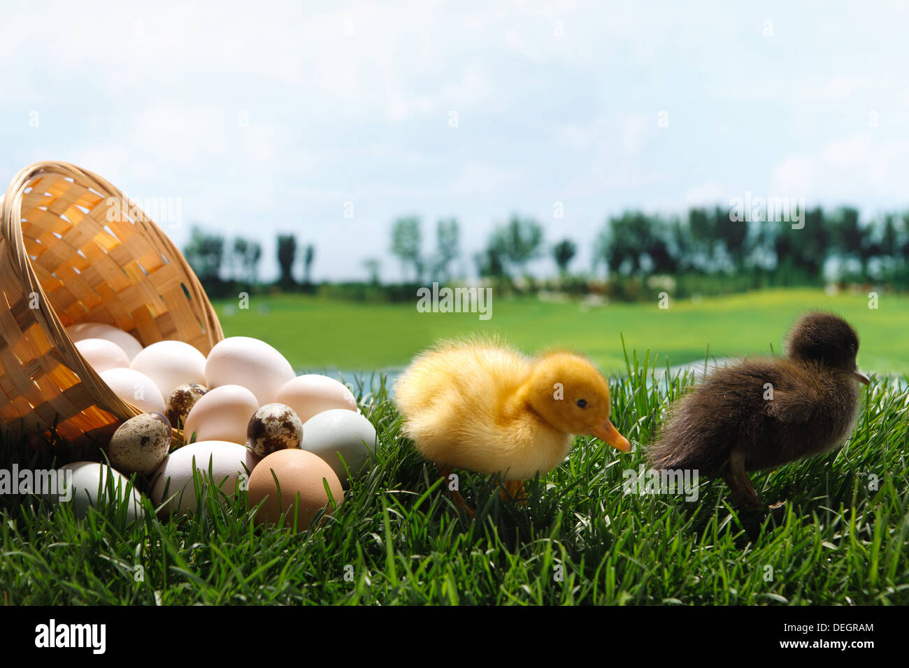 Hatching ducks hi-res stock photography and images - Alamy