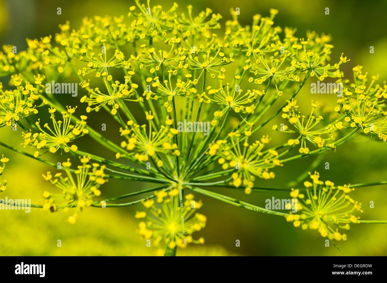 Coriander inflorescence hi-res stock photography and images - Alamy