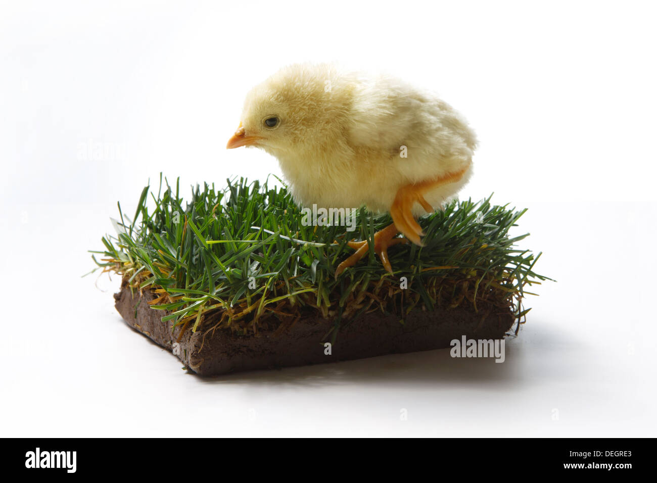 Chicken standing on one leg hi-res stock photography and images - Alamy