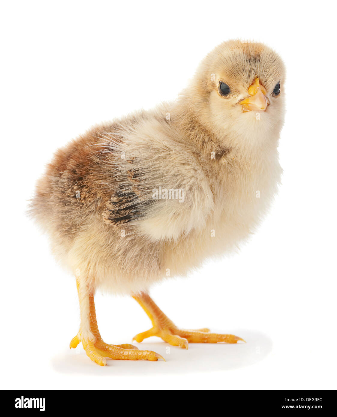 Newborn chicken isolated on white Stock Photo - Alamy