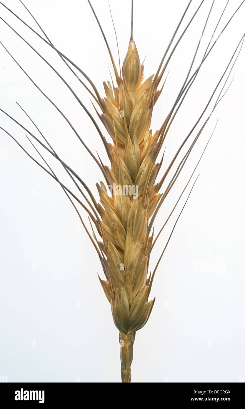 Wheat stalk hi-res stock photography and images - Alamy