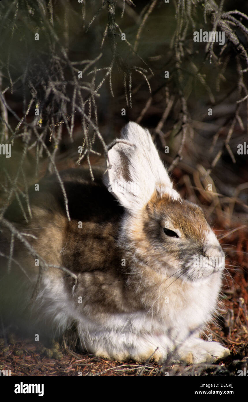 wildlife, rabbit, varying hare, snowshoe hare Stock Photo - Alamy