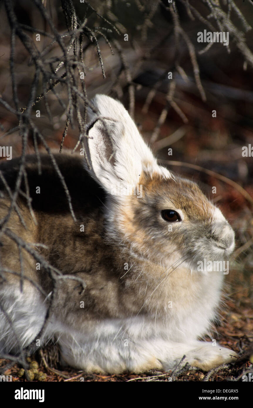 wildlife, rabbit, varying hare, snowshoe hare Stock Photo - Alamy