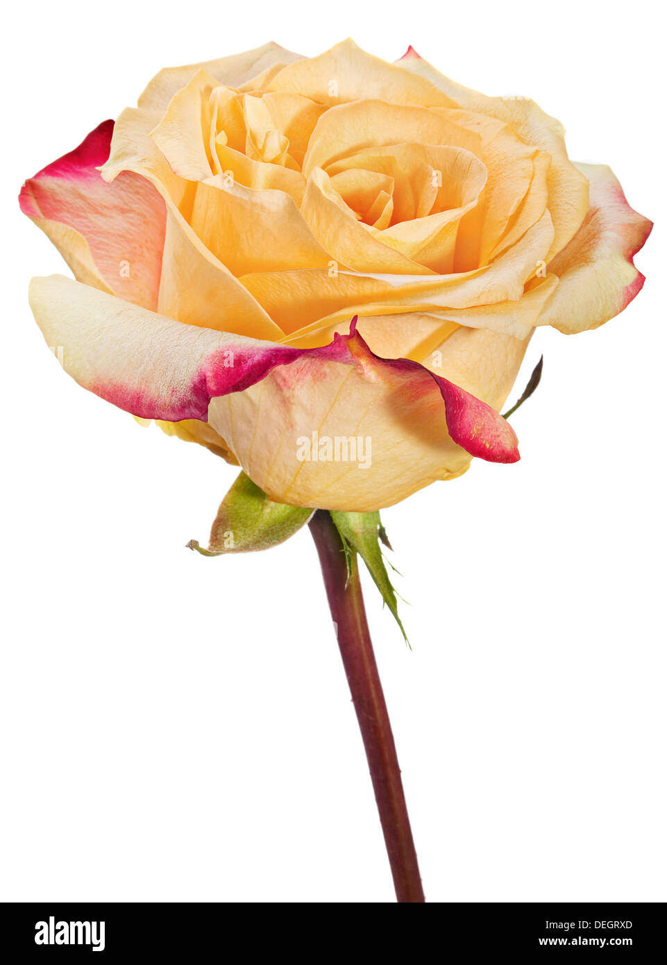 Rose head closeup isolated on white Stock Photo - Alamy