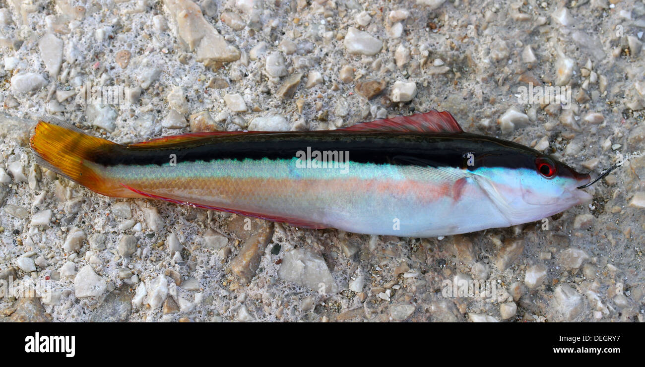 One little mediterranean fish Stock Photo - Alamy