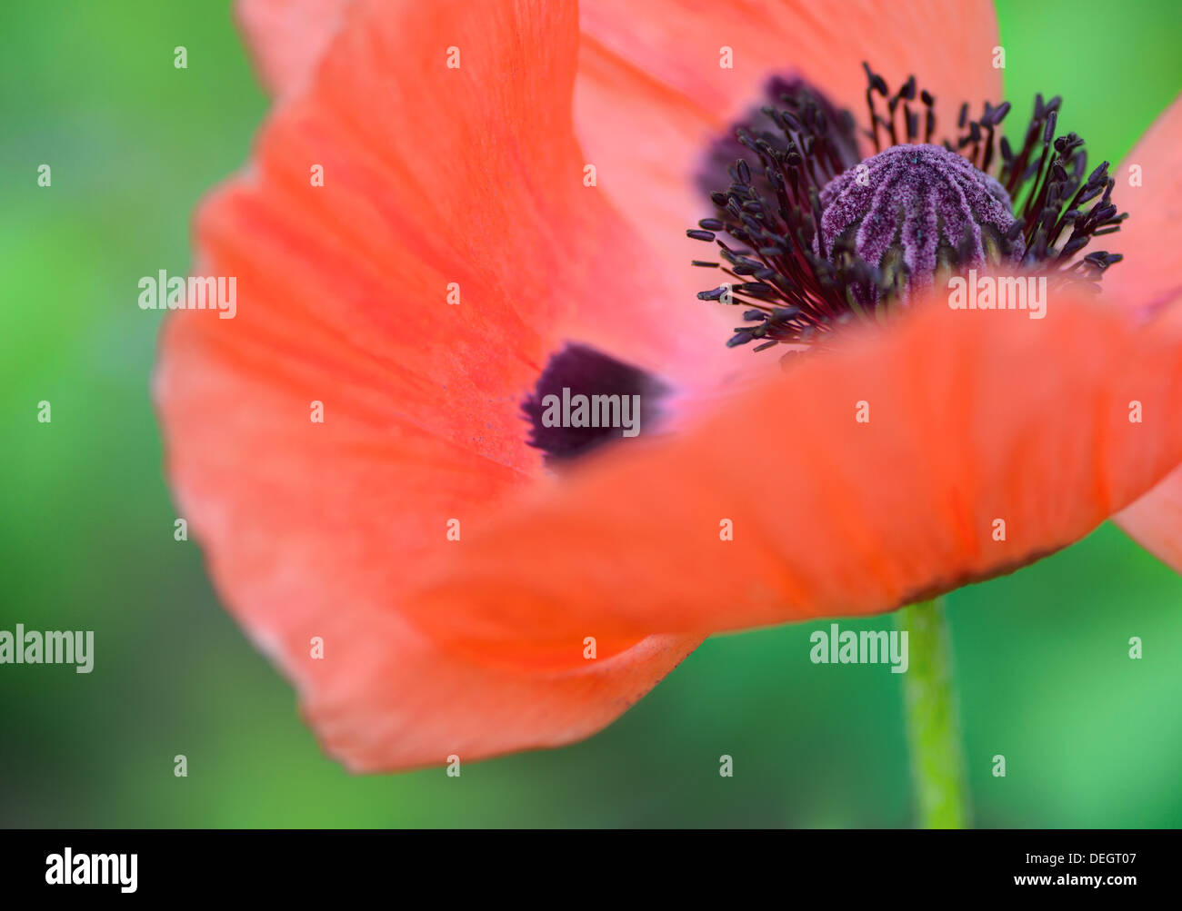 Poppy flower close up Stock Photo - Alamy