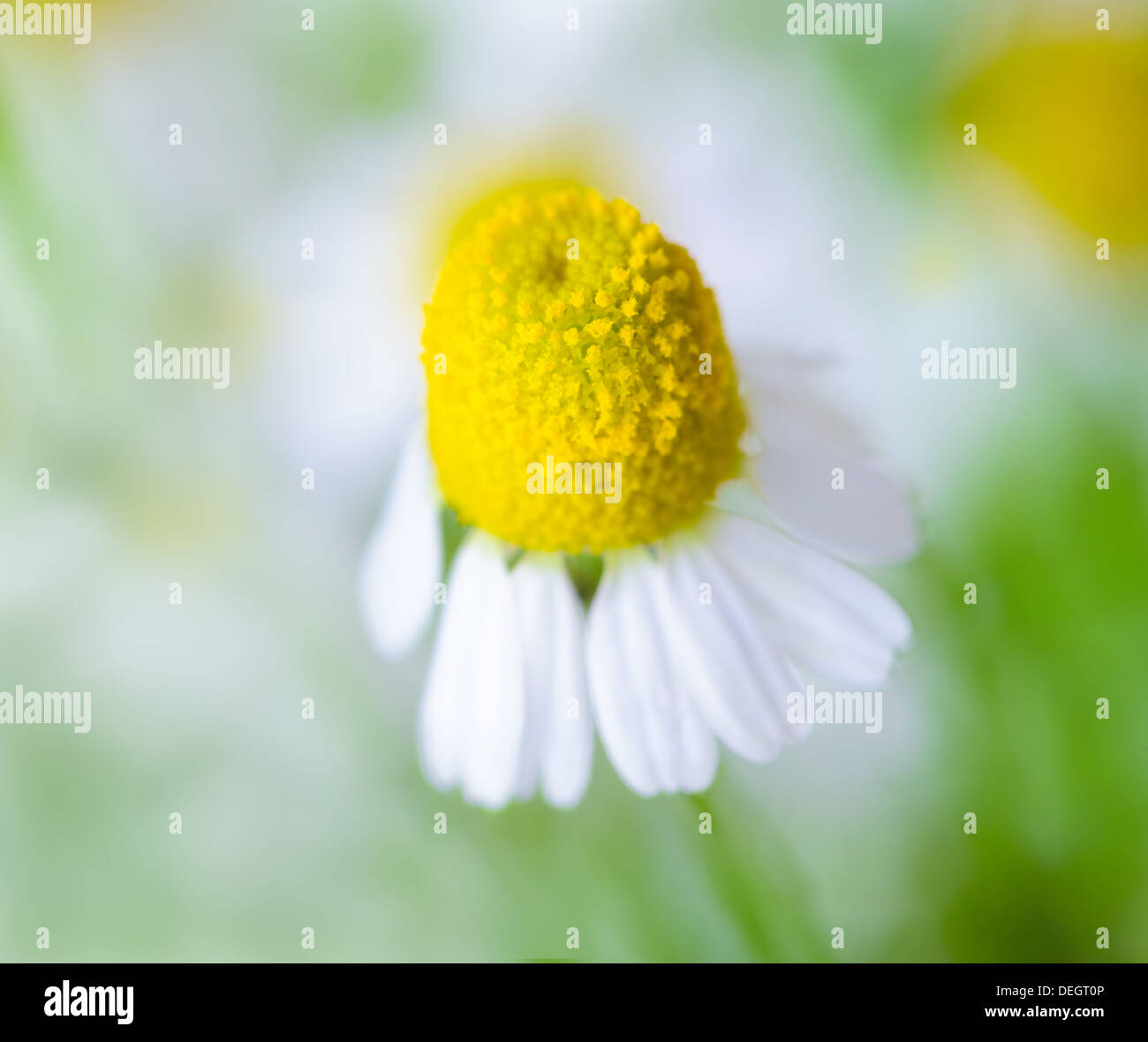 Camomile flower (Matricária chamomílla) close up Stock Photo - Alamy