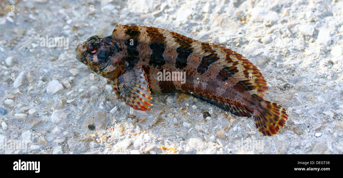 Mediterranean fish hi-res stock photography and images - Alamy