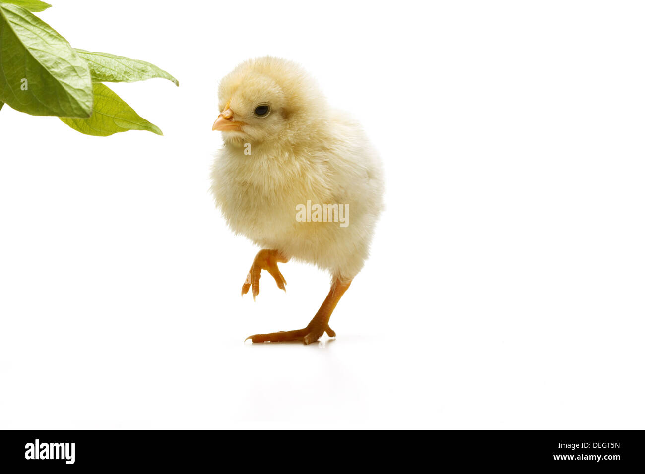 Chicken Standing On One Leg High Resolution Stock Photography and ...