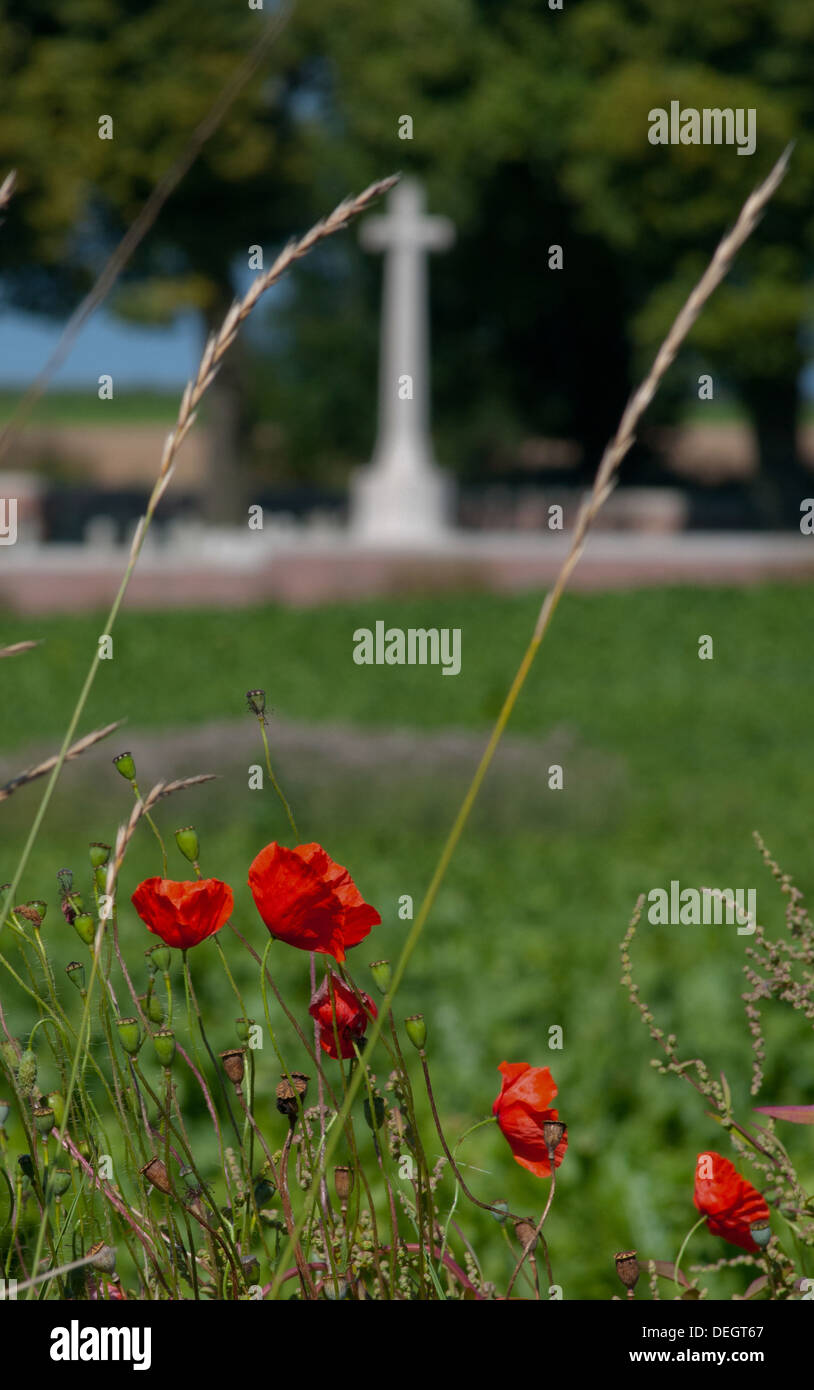 Poppies in Somme battlefield with British WWI war cemetery in ...