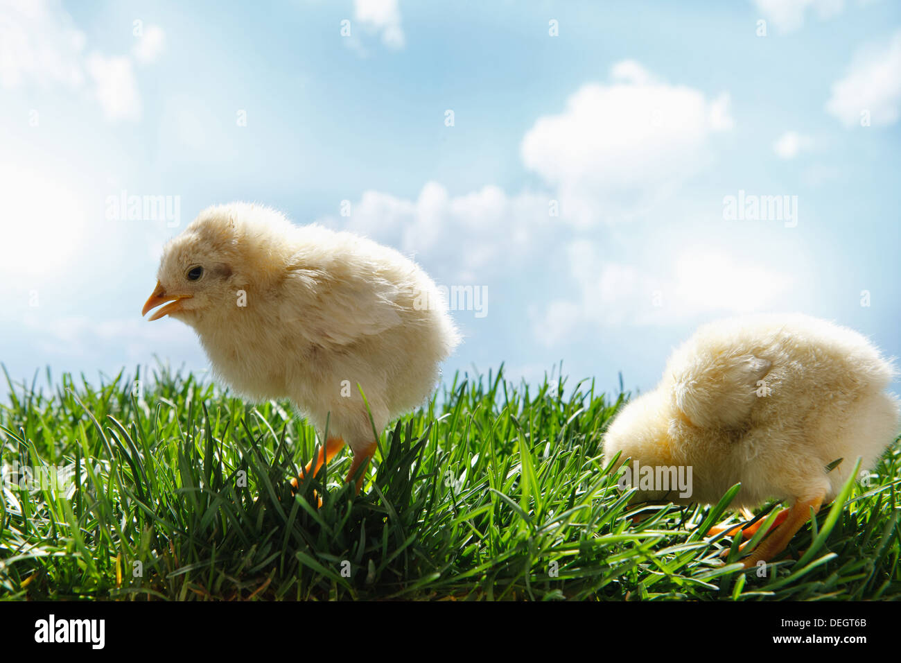 Two young chicks side by side on grass hi-res stock photography and ...