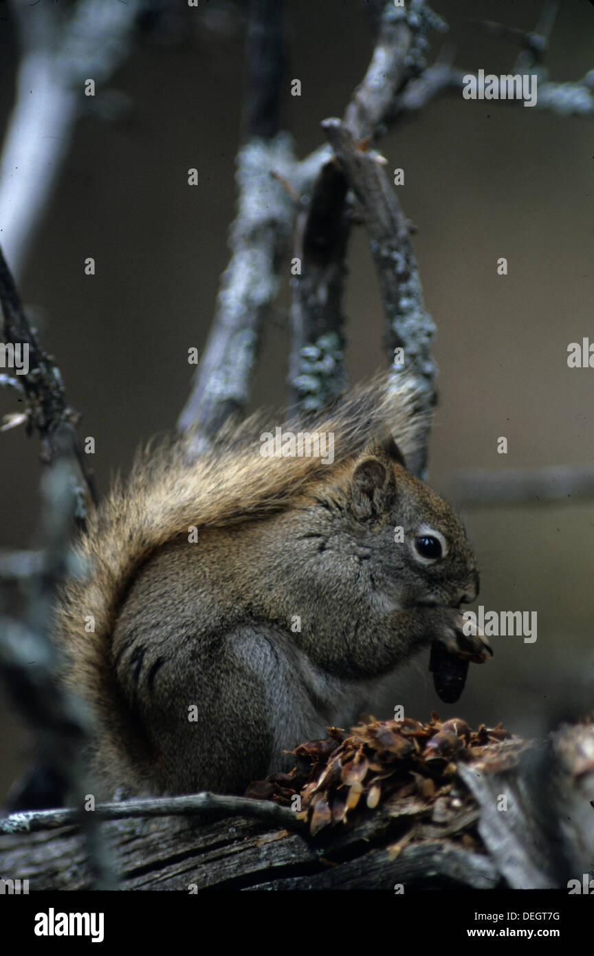 pine, red, wildlife, nature, squirrel, cute, north Stock Photo - Alamy