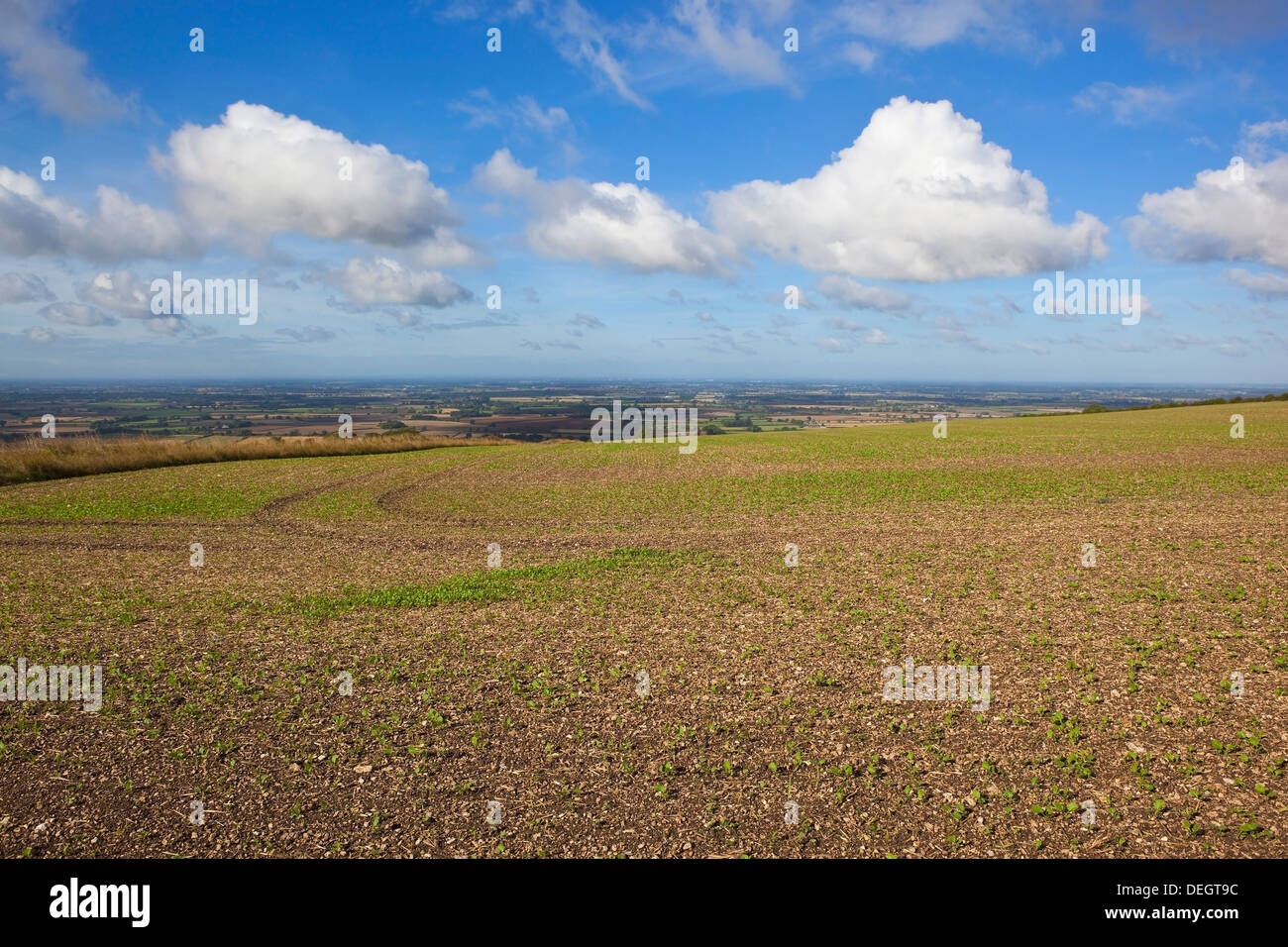 Scenic view canola fields in hi-res stock photography and images - Alamy
