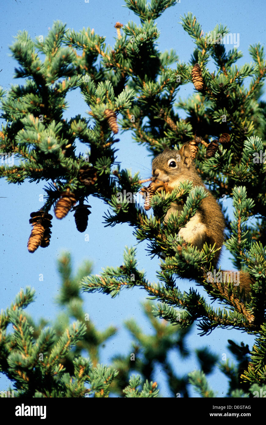 pine, red, wildlife, nature, squirrel, cute, north Stock Photo - Alamy