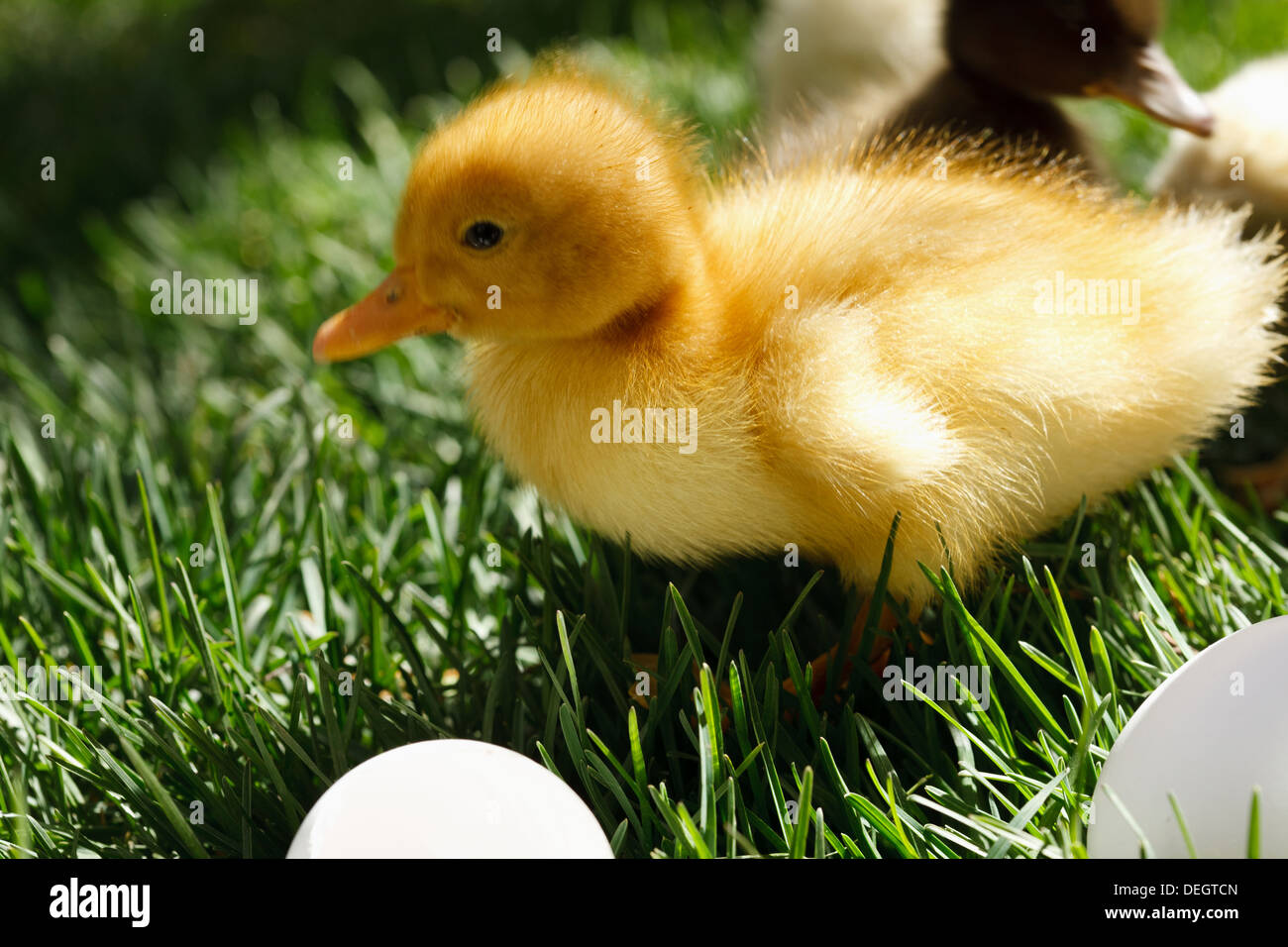 Duck standing on lawn Stock Photo - Alamy
