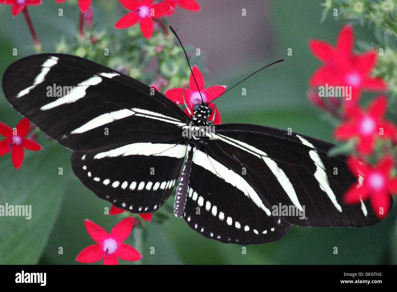 close-up of zebra longwing butterfly (Heliconius charitonius Stock ...