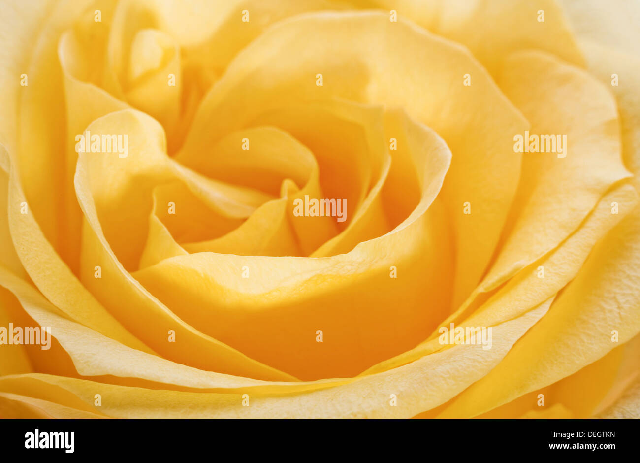 Closeup rose head hi-res stock photography and images - Alamy