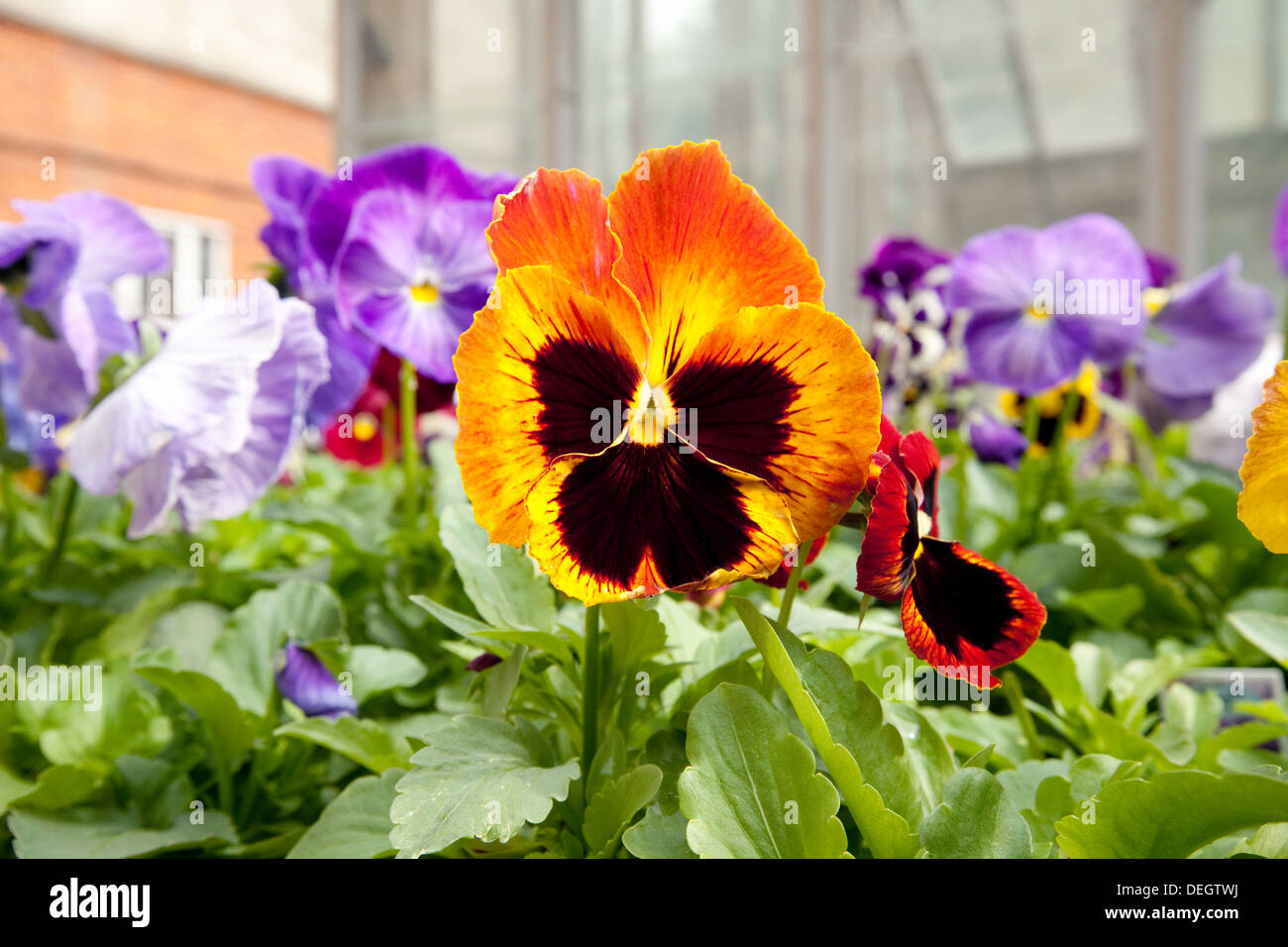 Pansies hi-res stock photography and images - Alamy