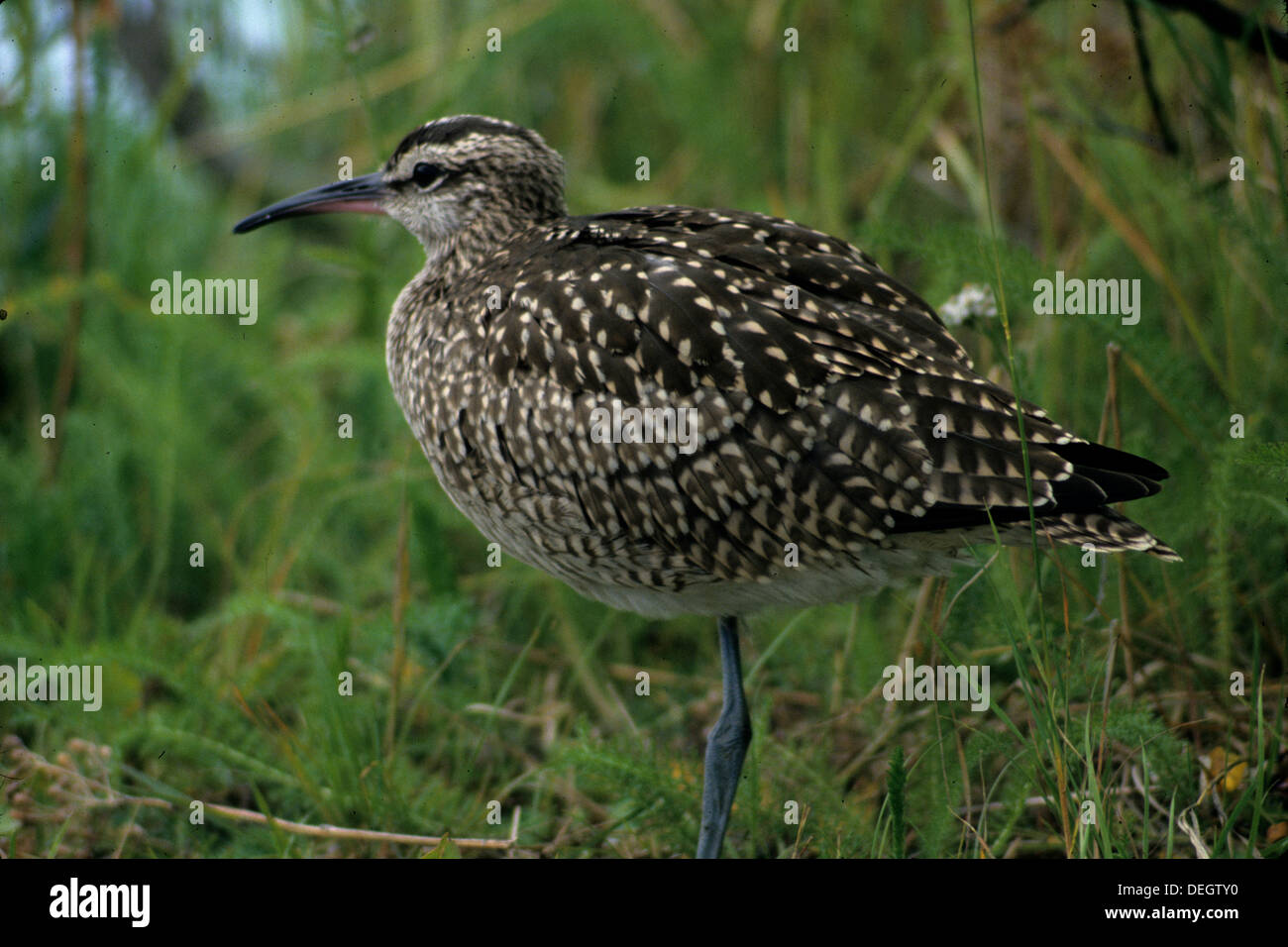 alaska, bird, wildlife, nature, wild, wilderness Stock Photo - Alamy