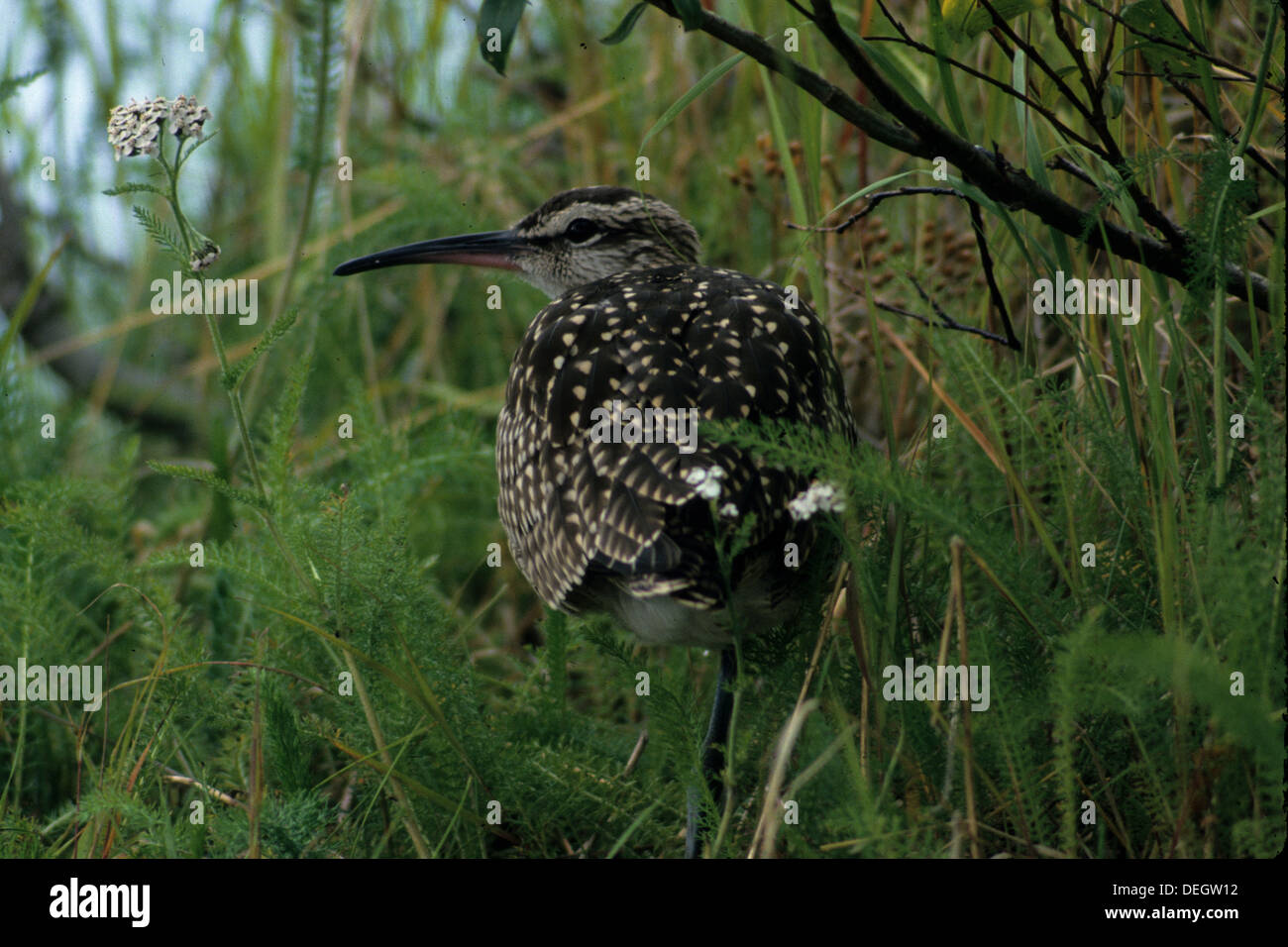 alaska, bird, wildlife, nature, wild, wilderness Stock Photo - Alamy