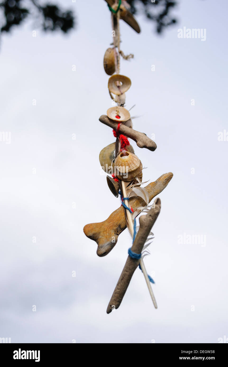 Bones shells High Resolution Stock Photography and Images - Alamy