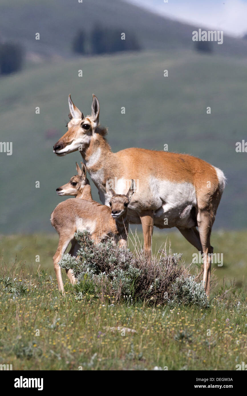 Pronghorn antelope doe hi-res stock photography and images - Alamy