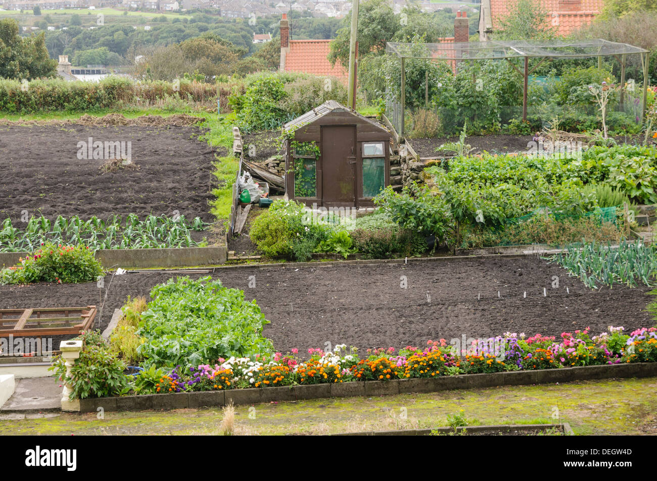 Allotment garden wooden greenhouse hi-res stock photography and images ...
