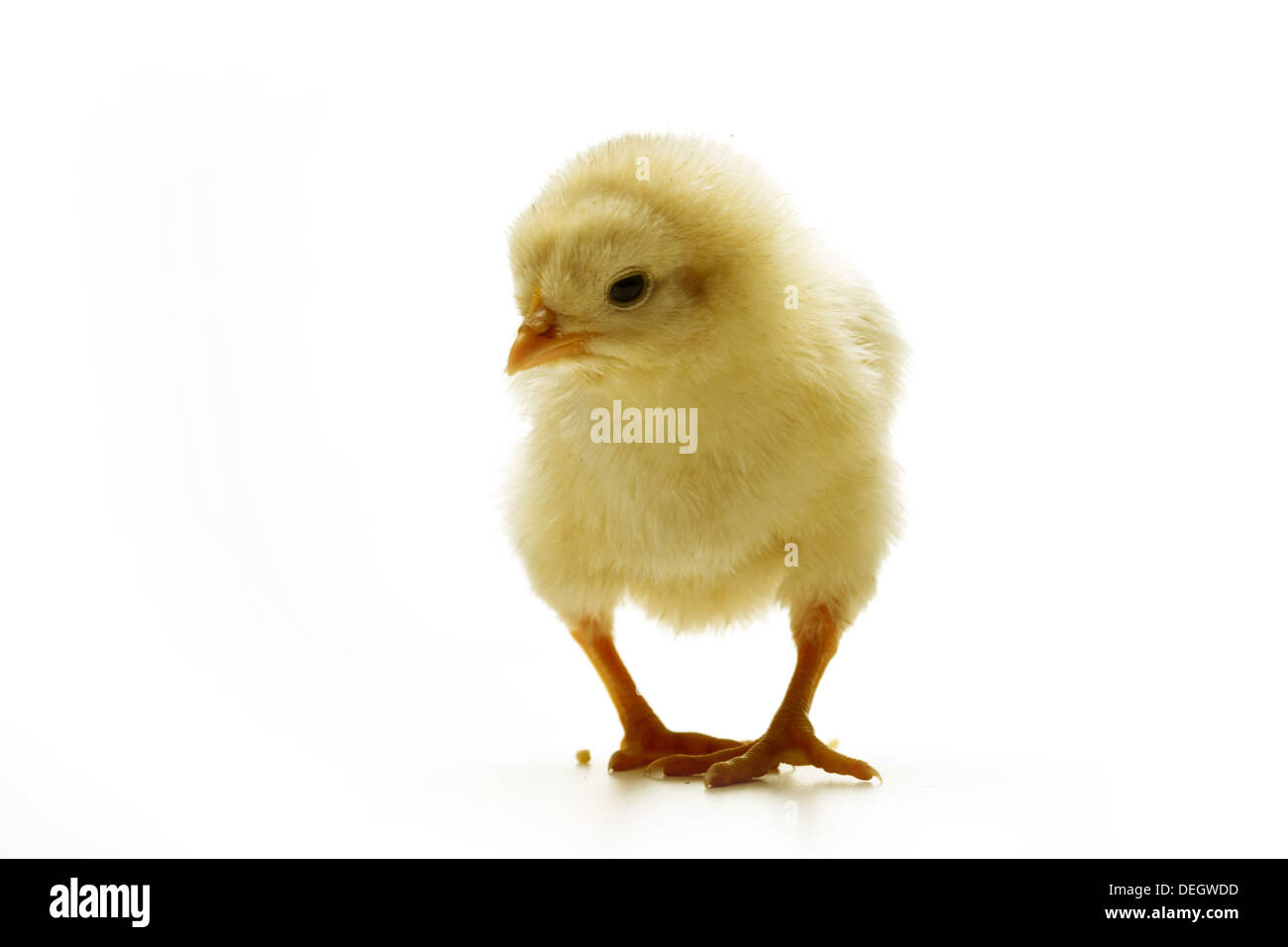 China bird chick hi-res stock photography and images - Alamy