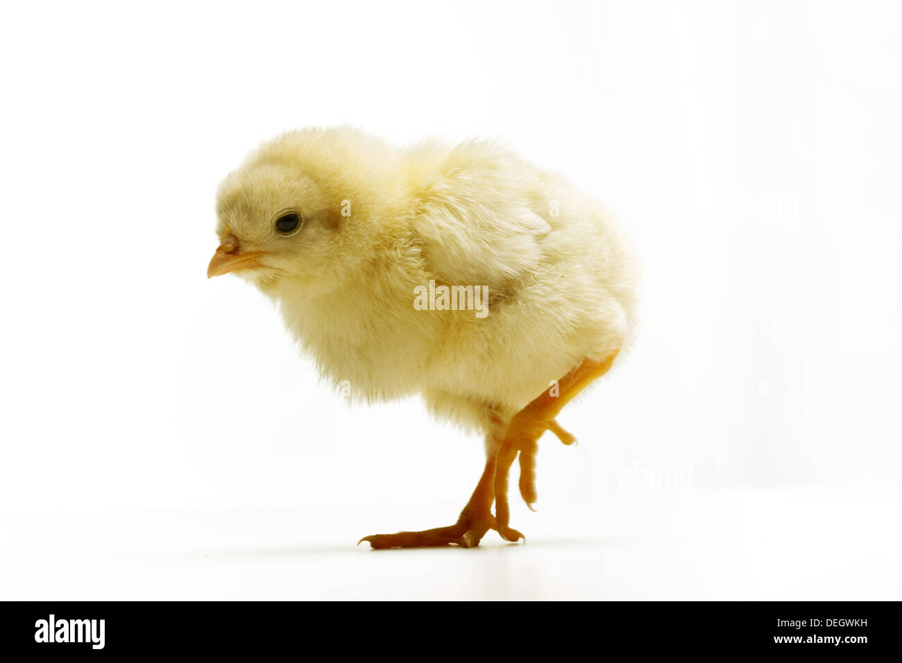 Chicken standing on one leg hi-res stock photography and images - Alamy