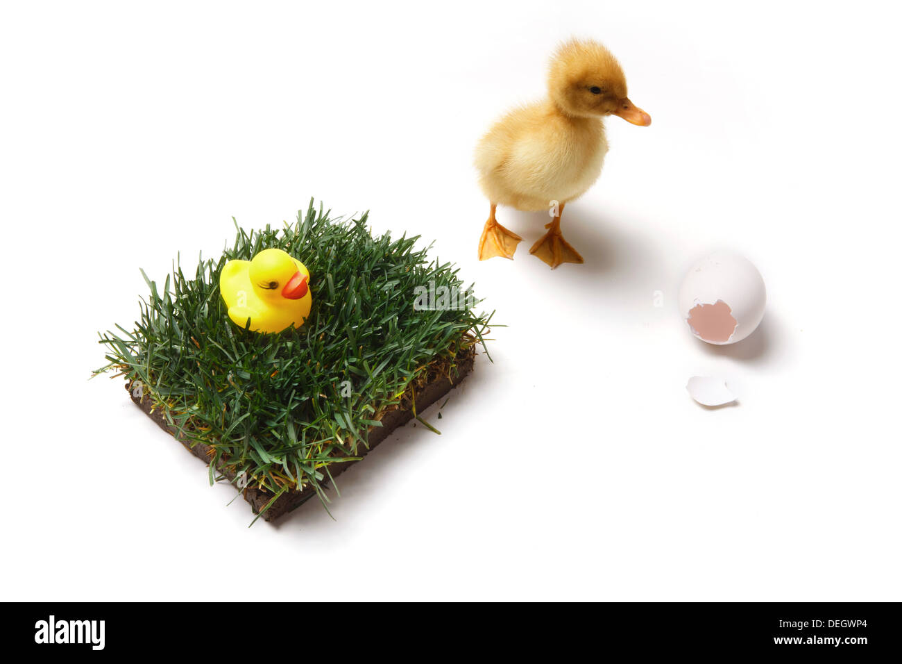 Duck standing by small lawn and broken eggshell with fake duck Stock ...